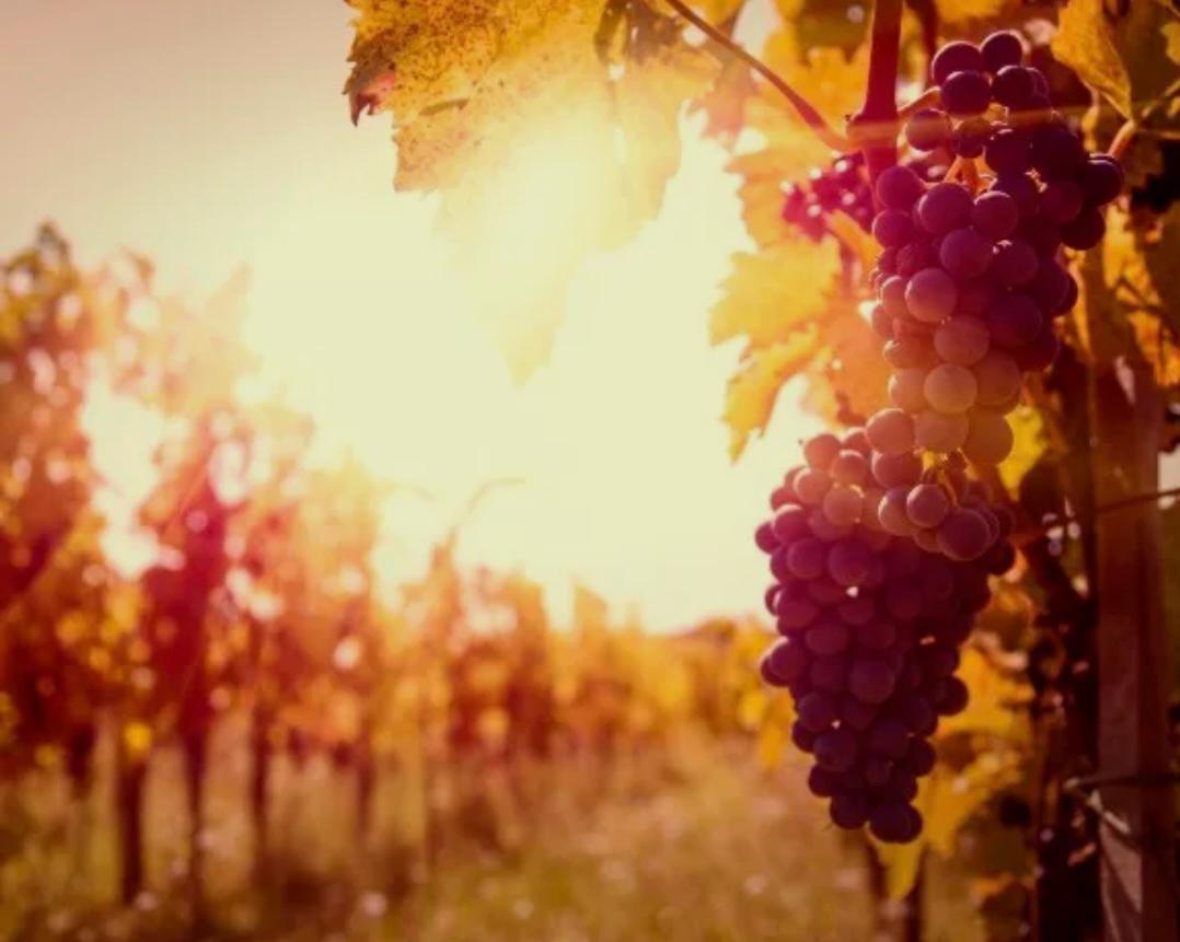 The Refinery – Fine Wine